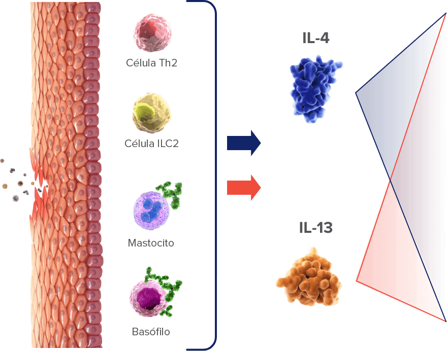 La IL-4 e IL-13 son citoquinas claves y centrales de la inflamación ...